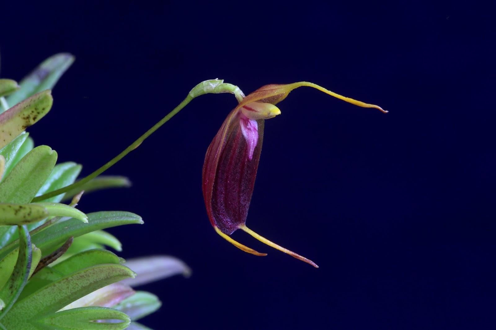 Orchids in Bloom: November 2015
