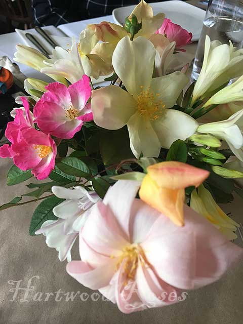 Hartwood Roses: Beautiful Bermuda