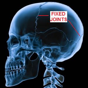 CIUDAD DE CÓRDOBA 3º SCIENCE BLOG: JOINTS