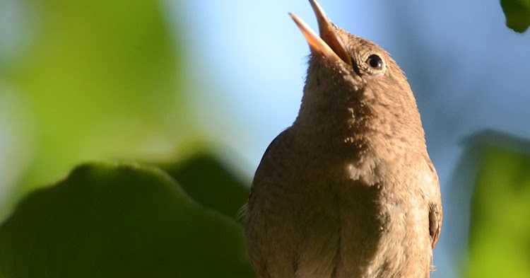 Red and the Peanut: House Wrens feeding nestlings...