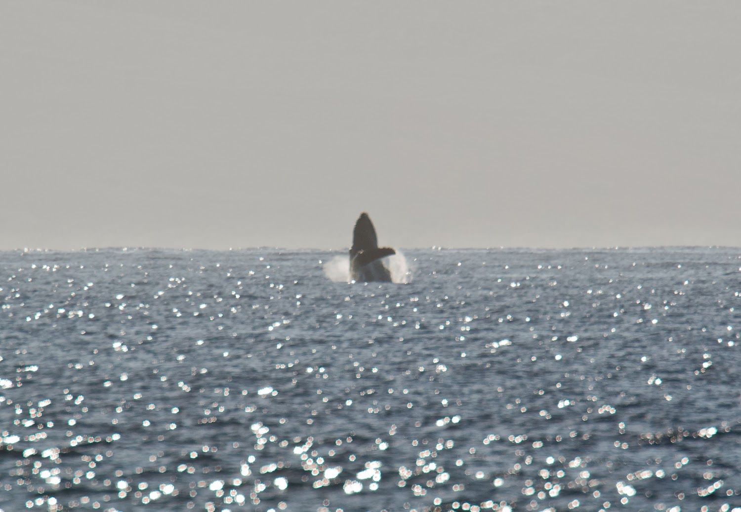 Shutterbugs Capturing the World Around Us: More Bad Whale Photos