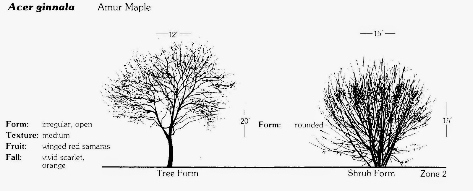 B R E C K O N L A N D D E S I G N: Focus on Plants - Flame Amur Maple