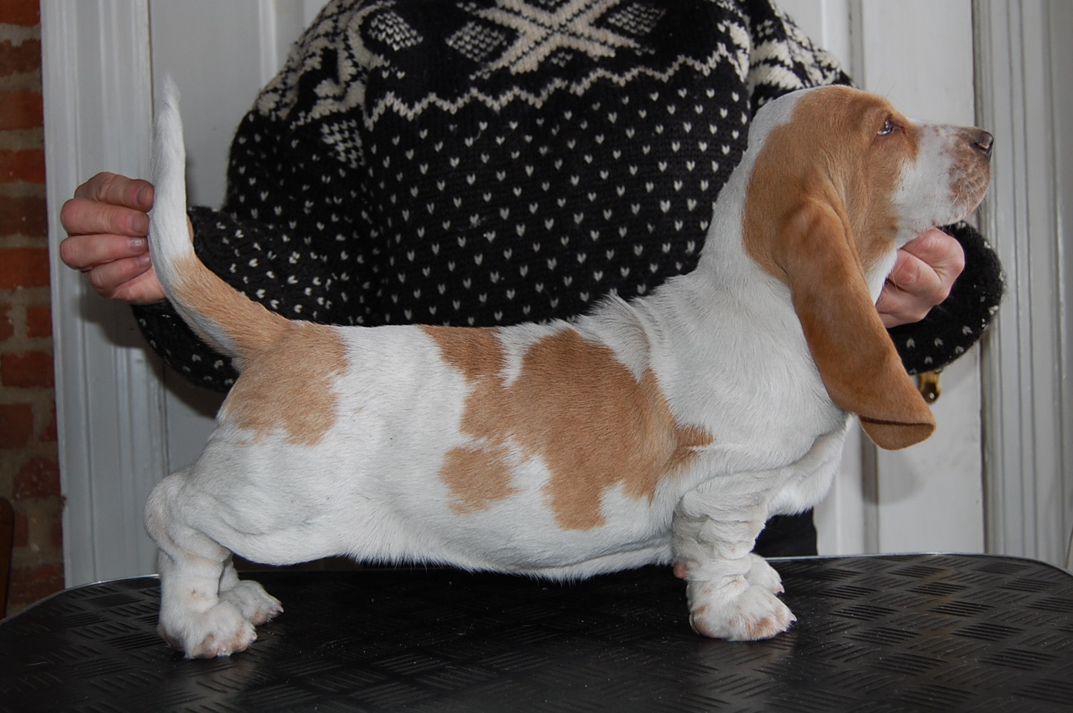 It is strong, the blog is!!!: The Basset Hound Walk Cycle