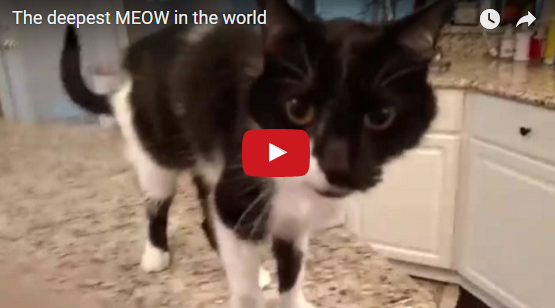 MFS VIRAL VIDS-2: The deepest MEOW in the world