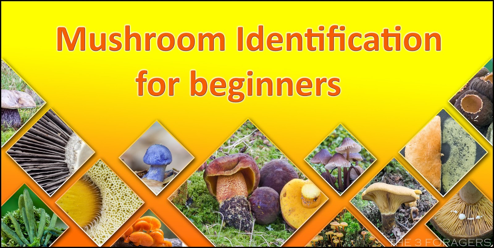 The 3 Foragers: Foraging for Wild, Natural, Organic Food: Foraging ...