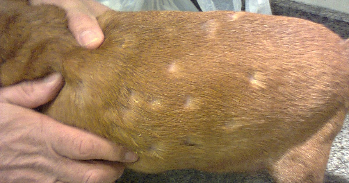 PELE PET: PIODERMITE SUPERFICIAL EM CÃES: usar ou não antibióticos??