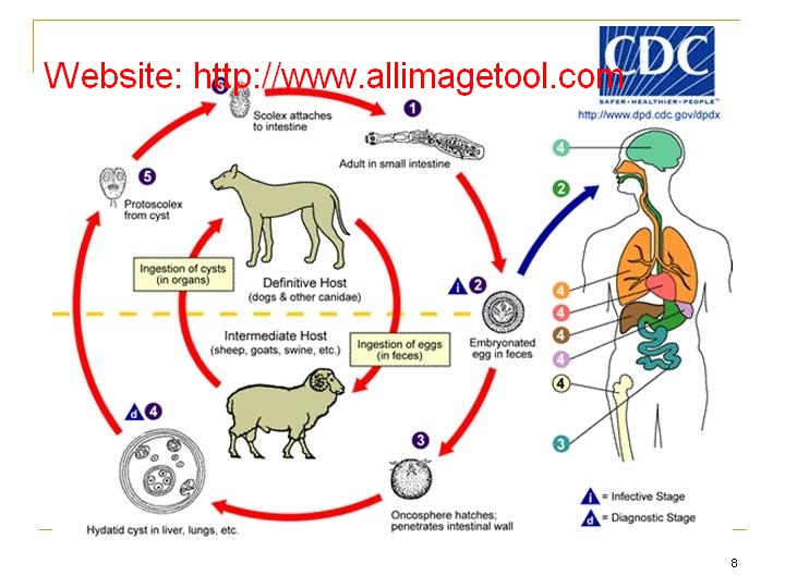 Dr.Moin's Blog: Taeniasis