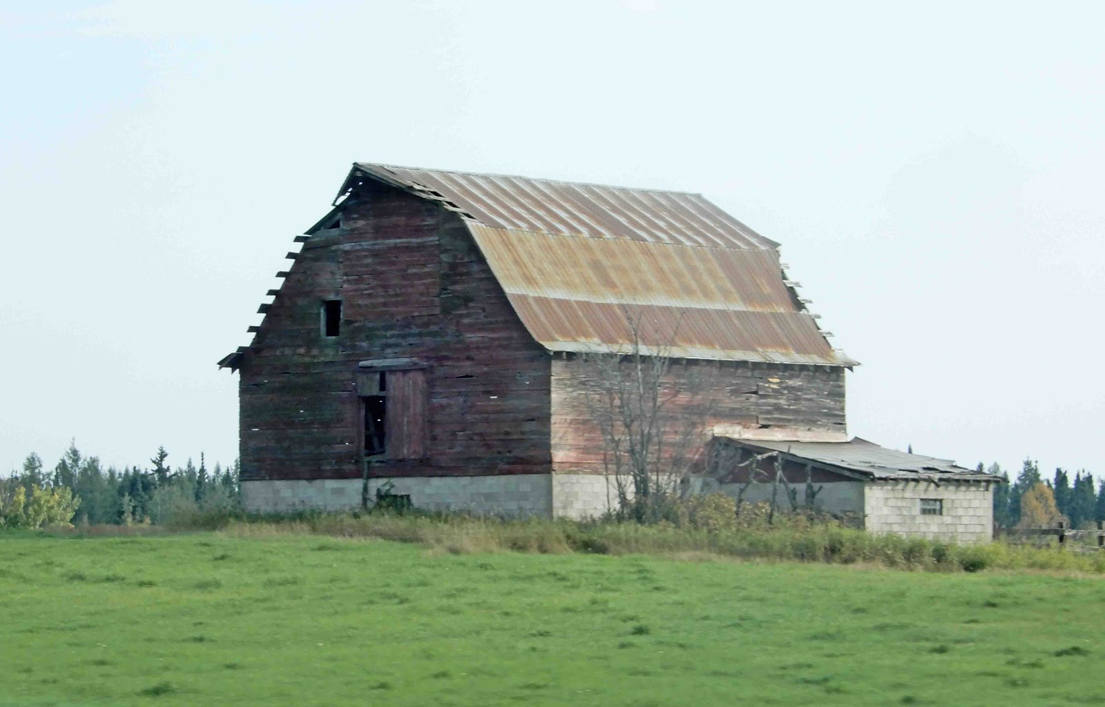 Cat Patches: Thunder Bay, Ontario, Canada