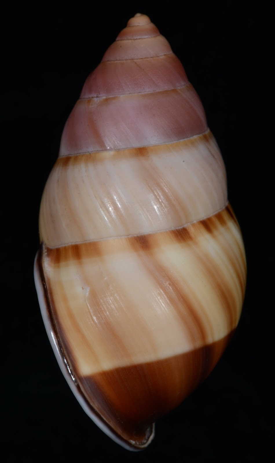 Dr. Lee's Gallery Museum: Amphidromus inversus annamiticus 51.78mm ...