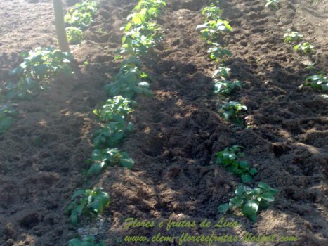 Flores e Frutos: Vamos semear batatas