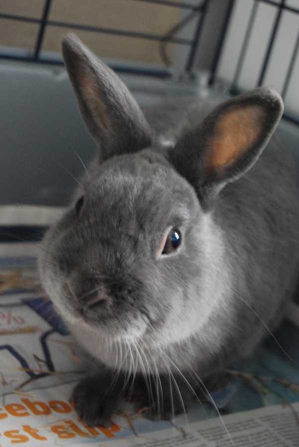 Sustainability and Resilience: Stunned Rabbit Syndrome