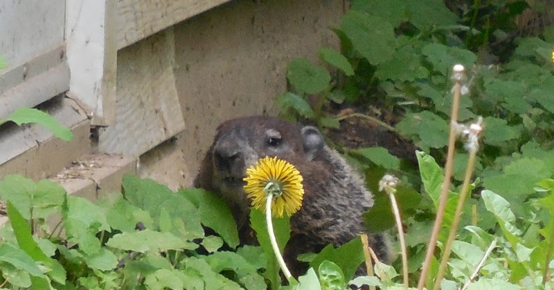 The Groundhog