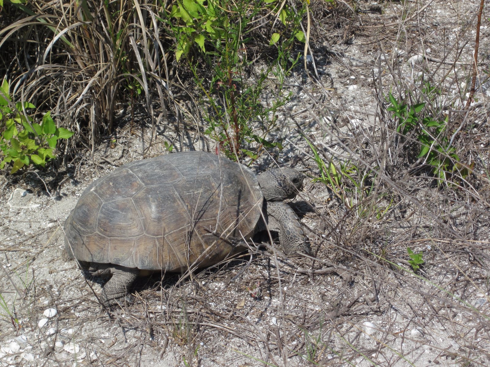 Snug Harbor Bay: Sanibel Island, Day 4
