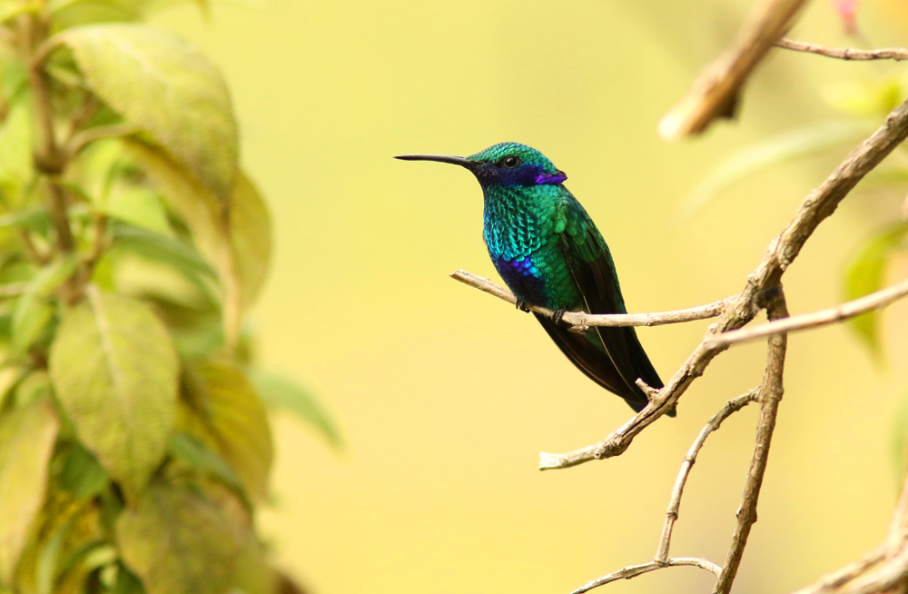 Birding Berrien and Beyond: condor lunchdate