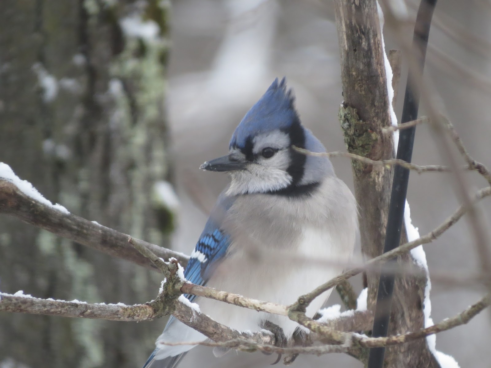 Vermont Birds and Words : Vermont’s Winter Birds – Part One