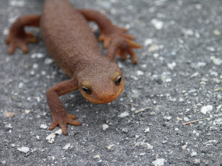 Der Salamander: Salamander Karlsruhe