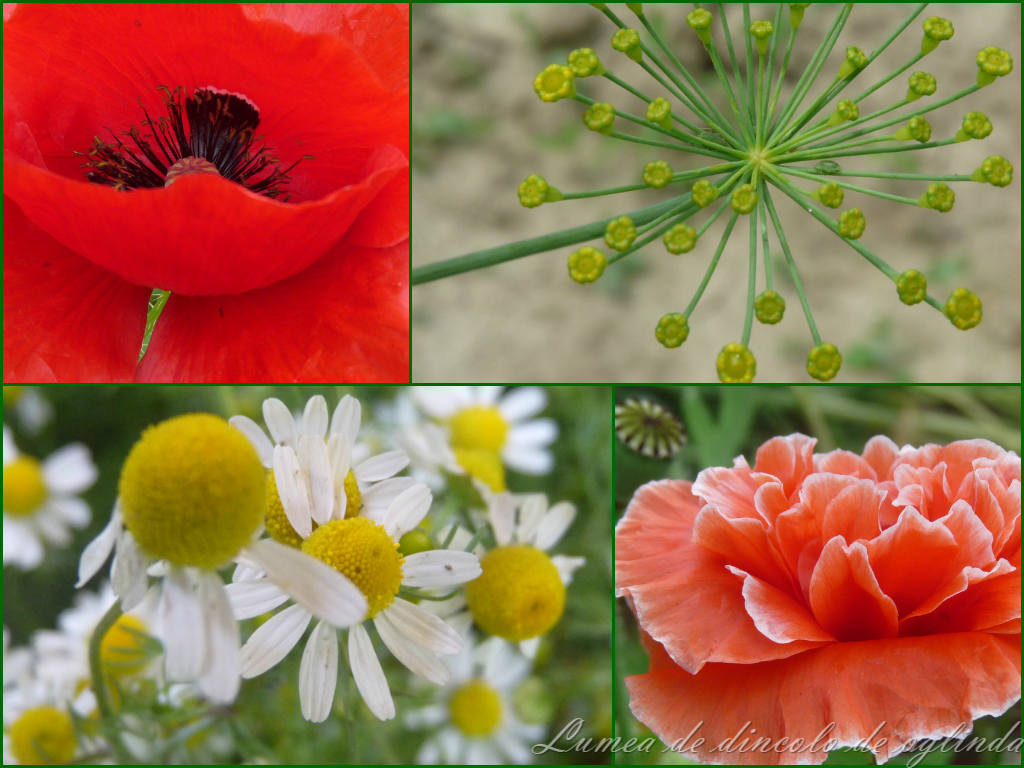 Lumea de dincolo de oglinda: Maci si flori de camp....