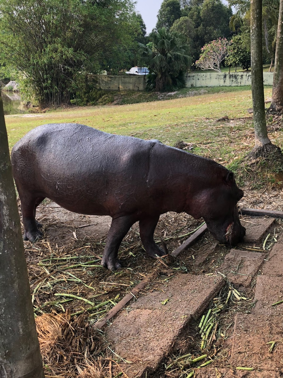 ini cerita kita: Wetland Banting - jumpa badak air