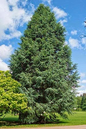 Le Douaire. Île de Vivre.: Tout savoir sur le cèdre de l'Atlas, Cedrus ...