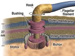 Discovery Safari with Mr. K.: FLAGELLUM MOTOR: world's smallest outboard