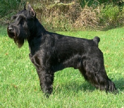 Medium-Sized Dog Breeds: Standard Schnauzer Pictures