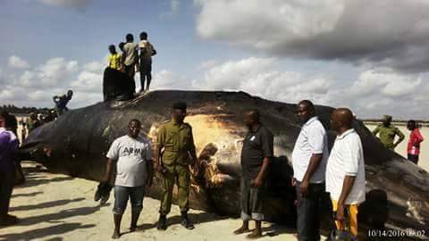 MAAJABU -SAMAKI MKUBWA AONEKANA KILWA - UKWELI USIOFICHIKA