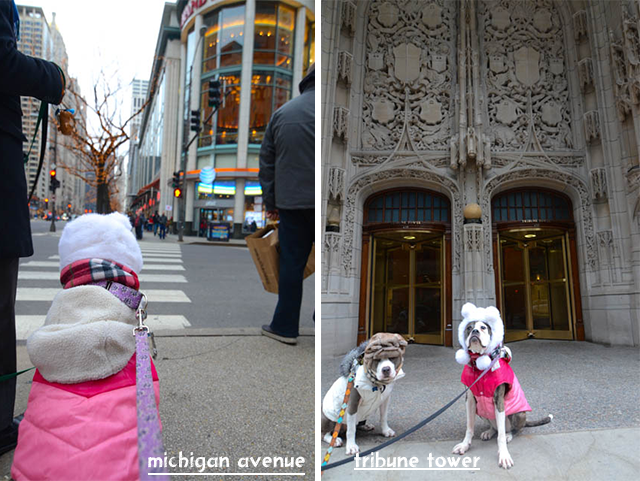 Two Pitties in the City: Pooches: City Dogs Downtown