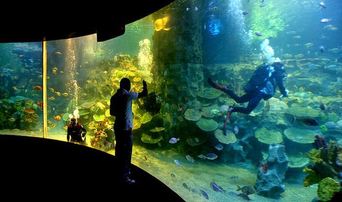 10 Aquarium Terbesar Di Dunia - Berbagai Tips