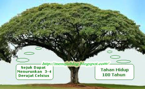Mari Tanam Pohon Trembesi