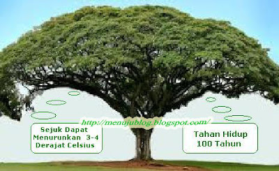 Mari Tanam Pohon Trembesi