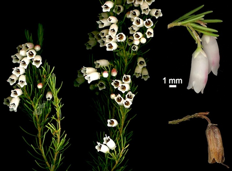 Theobrominated: Wednesday wildflower: Spanish heather