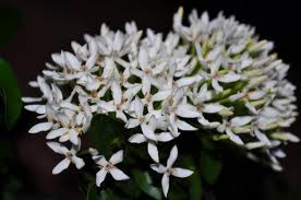 BUNGA-BUNGA SYURGA TUMBUH SUBUR DI MUKA BUMI INI | Sasteraku Duniaku