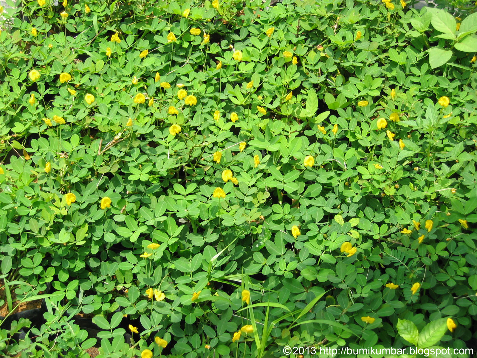 our passion I our career I our business: Arachis pintoi~Kacang kuning