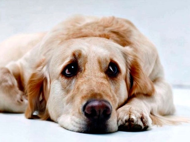 NUNCAJAMAS COCKER: MI PERRO ¿PUEDE ESTAR DEPRIMIDO?