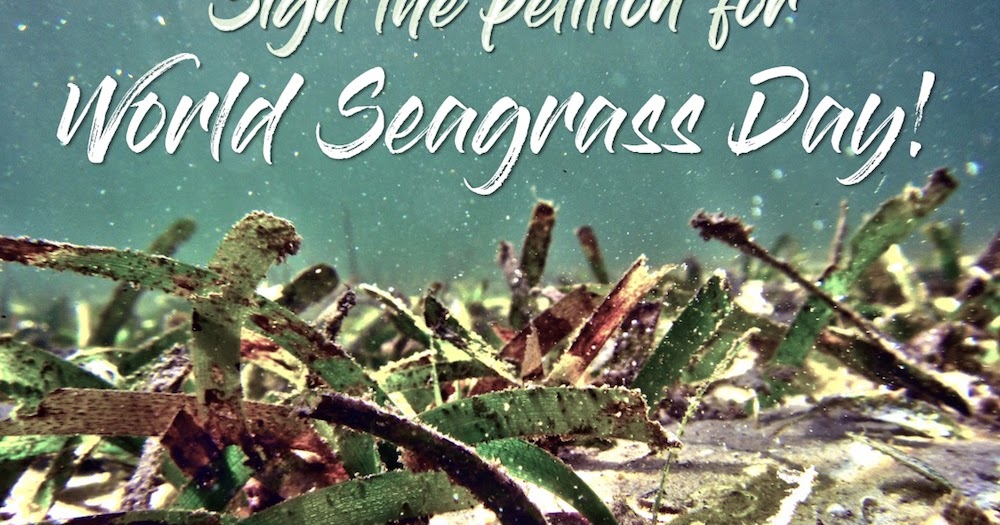 teamseagrass: Sign the petition for World Seagrass Day!