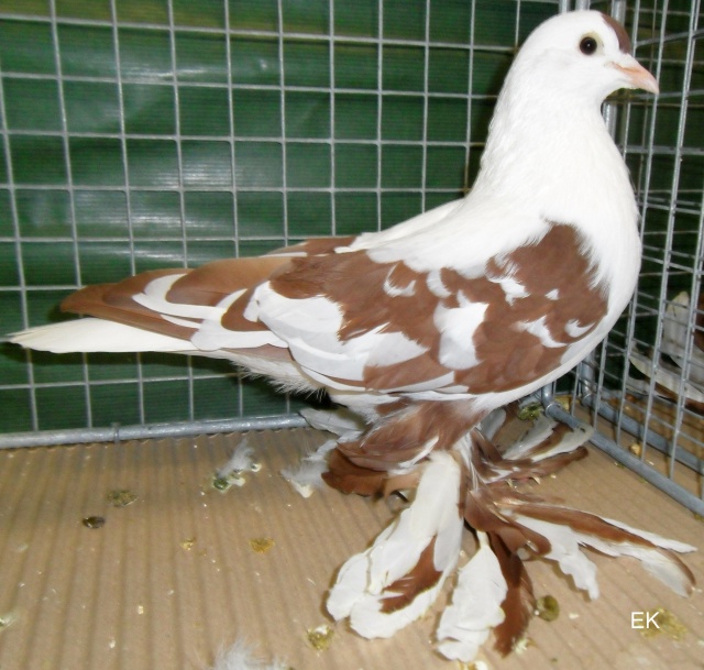 Bohemian Tiger Swallow muffed ( Ceska cejka ) - Pigeons fall