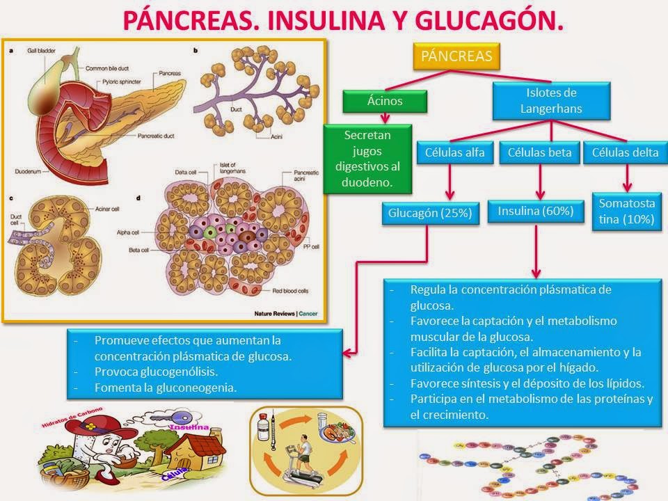 BLOG DE FISIOLOGIA BASICA DE MARIA GUADALUPE ORTEGA PEREZ: PÁNCREAS ...