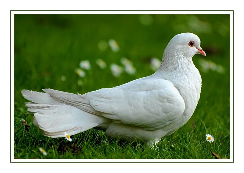 Confraria Gastronômica do Barão de Gourmandise®: A Colomba Pascal: As ...