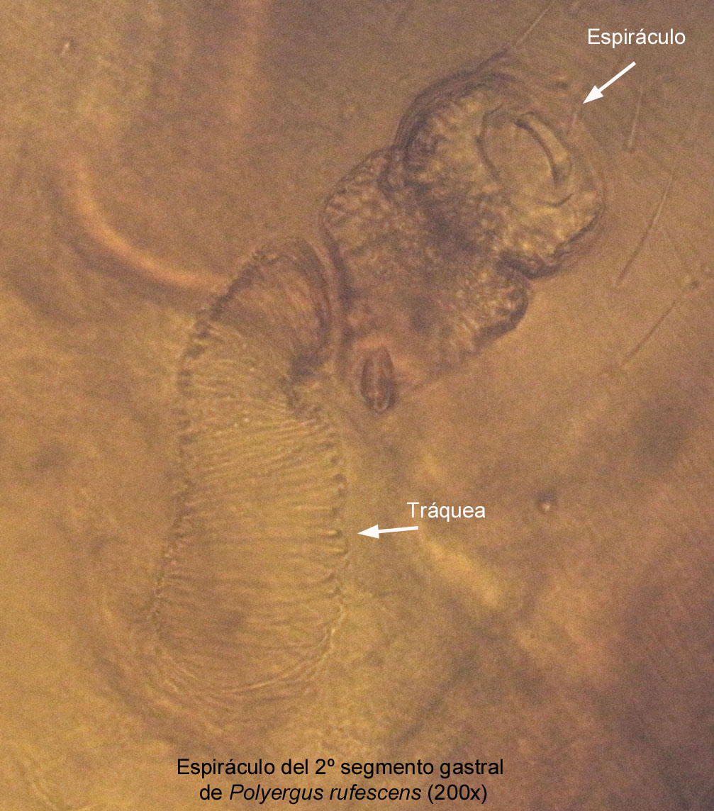 HISTORIAS DE HORMIGAS: Transparentar hormigas