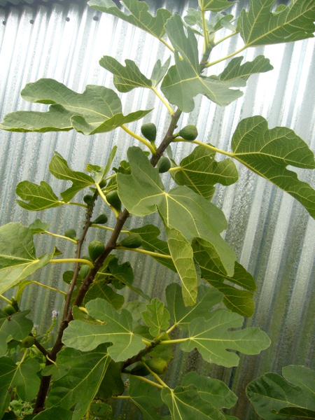 My Place: The Story of a Fig Tree - a parable