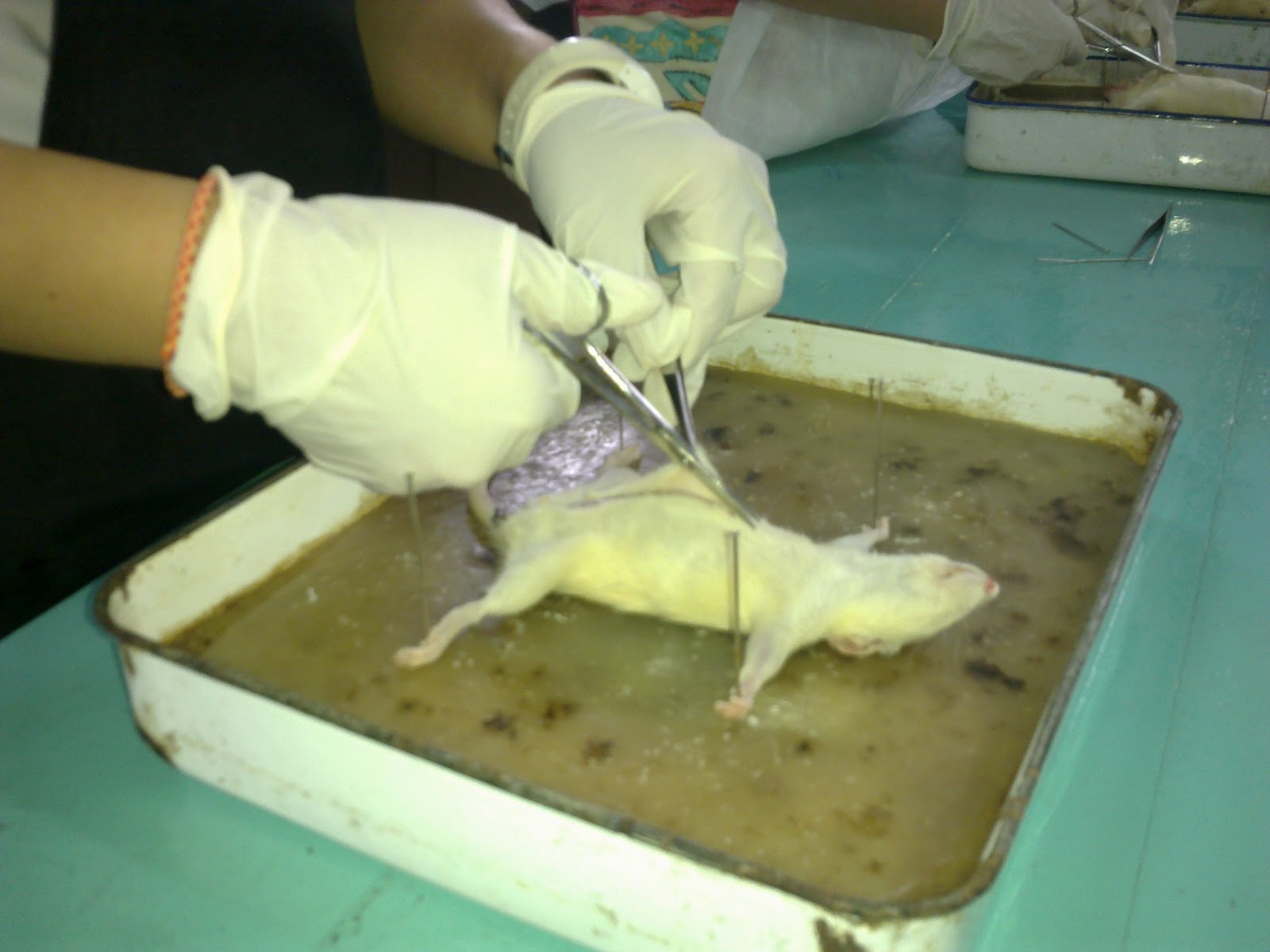 BIOLOGY FORM 6: U6scZeta 2012 - Rat Dissection