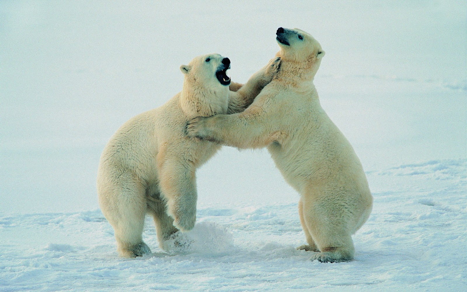 Fotos de osos polares - Fotos Bonitas de Amor | Imágenes Bonitas de Amor