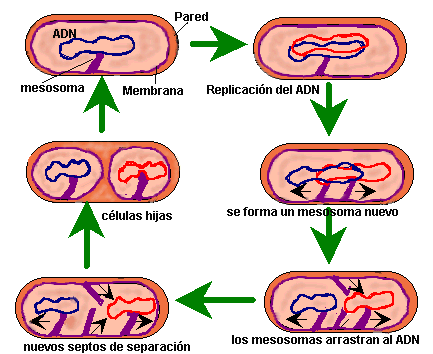De Biologia Y Otras Yerbas 17: Biparticion y Mitosis