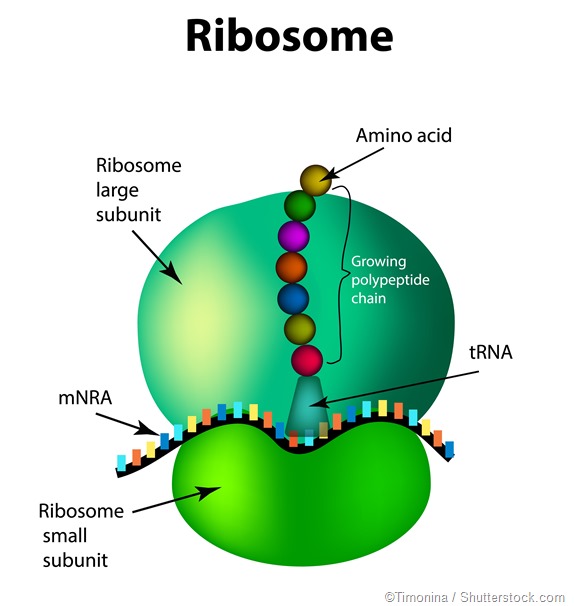 Nadanong Wongsingkeaw Ribosome