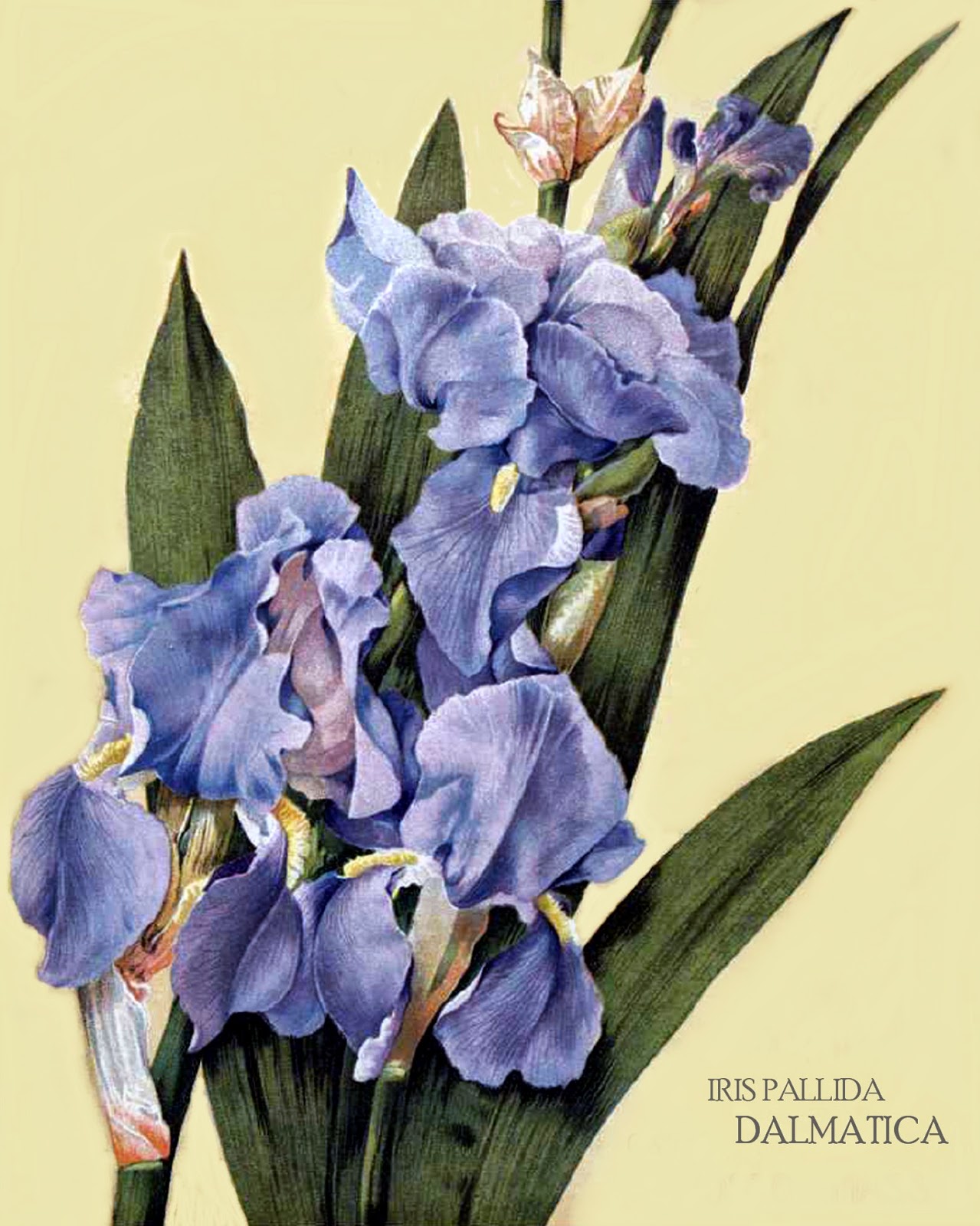 June 2014 ~ HERITAGE IRISES
