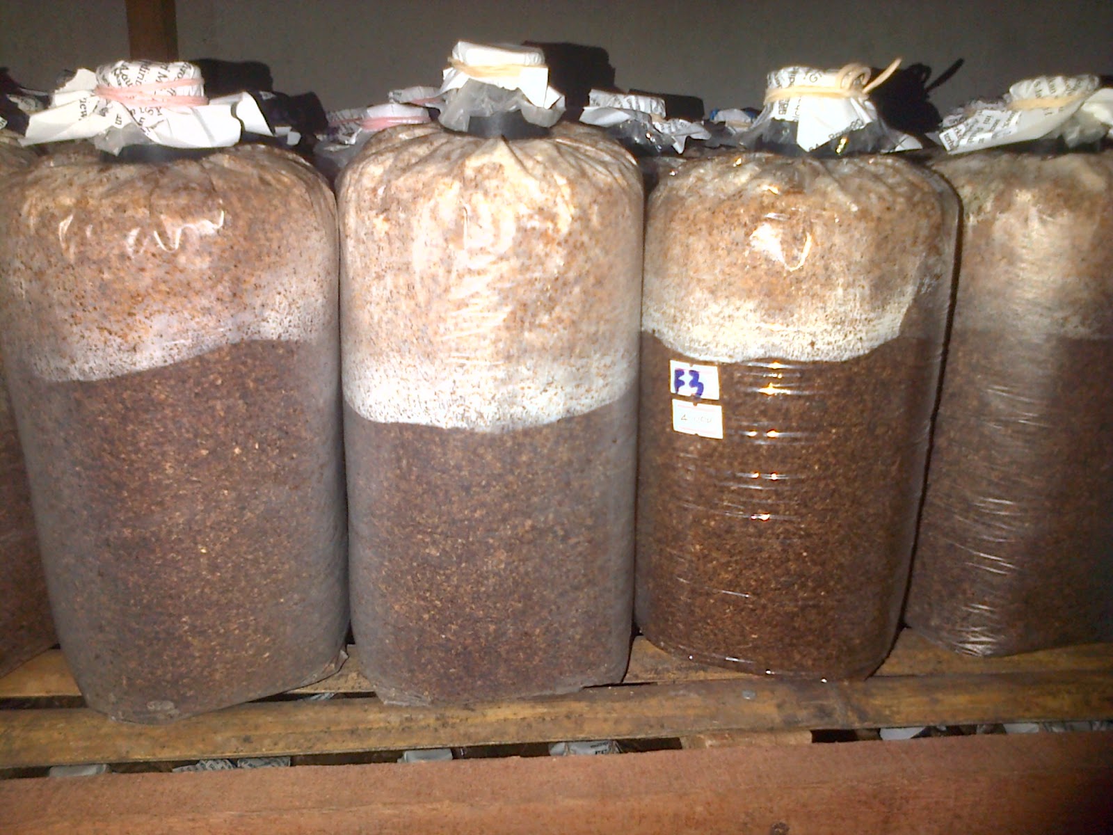 Apa itu Baglog ? ~ Jual Bibit F0, F1, F2 dan Baglog Jamur Tiram