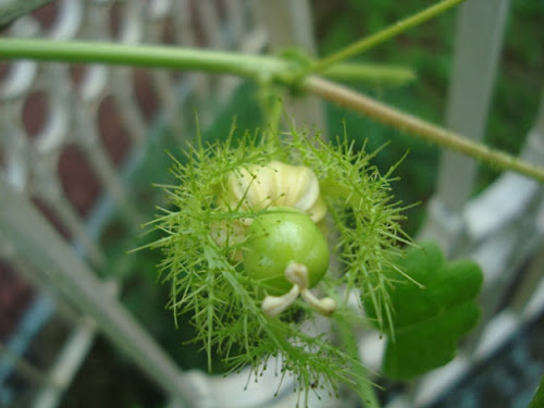 Passion Flower