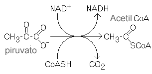 Descarboxilación oxidativa del Piruvato