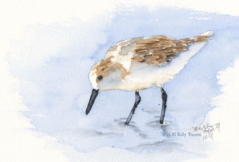 Red and the Peanut: Paintings of Sanderlings