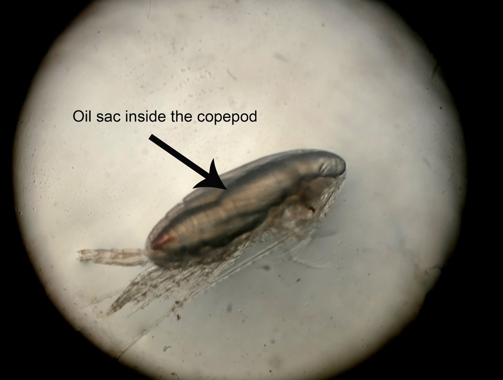 Charismatic Microfauna